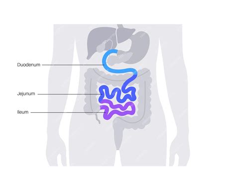 Premium Vector Small Intestine Anatomical Poster Duodenum Jejunum And Ileum In The Human Body