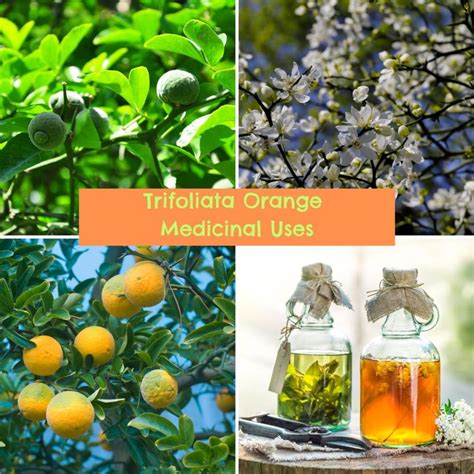 Trifoliate Orange Plant A Cold Hardy Citrus Called Flying Dragon