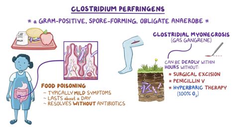 Clostridium Perfringens Tıpacı