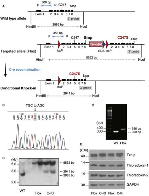 The Cre Loxp Recombination Strategy For Conditional Download