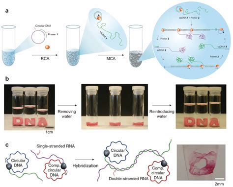 Fabrication Of Rcarct‐derived Nucleic Acid Aggregates A Stepwise