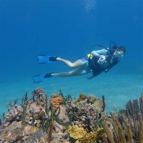 Schoolpe Plongée Privative Deshaies Guadeloupe Address Phone