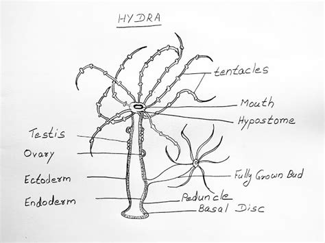 Hydra Biology Diagram Budding An Overview Of Budding In Hydra And