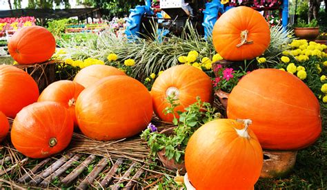 주황색 호박 패치 가든 정원아름 다운 화려한 많은 호박 밭 농장 농업에 성장에 큰 익은 호박 장식 0명에 대한 스톡 사진 및 기타 이미지 Istock