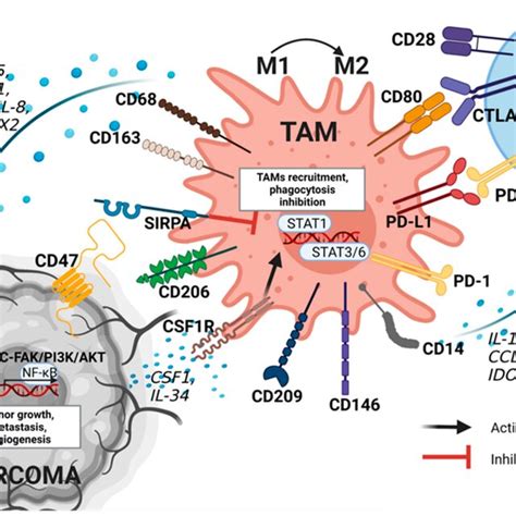 Dual Role Of Tumor Associated Macrophages TAMs TAMs Influence Tumor