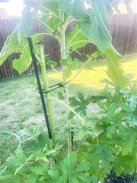Multy Head Keep Multiplying Rsunflowers