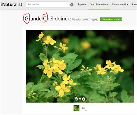 Name Syntax Differs Between Desktop Mobile General Inaturalist