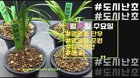 판매완료 1월17일 수요일 명품 단우 춘원 입변서반 사피 화려한 아주저렴 도시난초 Youtube