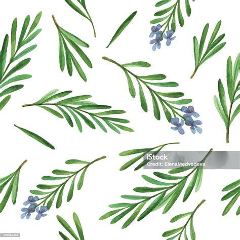 워터컬러 벡터 이음새 없는 패턴 손 드로잉 허브 로즈마리 로즈마리에 대한 스톡 벡터 아트 및 기타 이미지 로즈마리 수채화