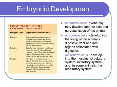 Human Embrionical Development 1ppt