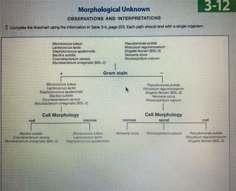 Solved 13 12 Morphological Unknown Observations And