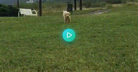 i can t retrieve a witty comment on imgur