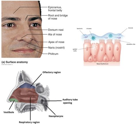 Anatomy And Physiology 1 Eot Exam Revision Module 3 Respiratory