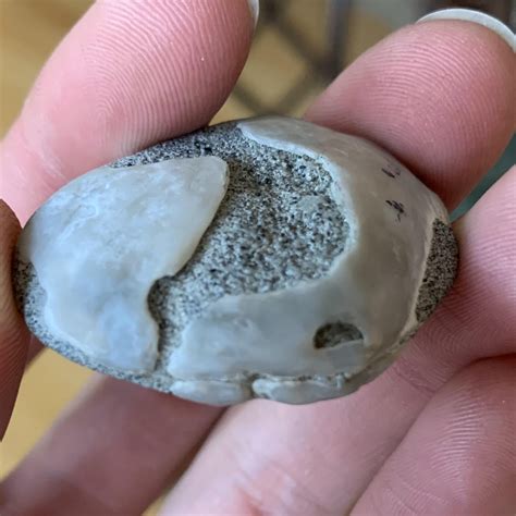 Pre Fossilized Clamshell In Sandstone Matrix Found In Bandon Or R Rockhounds