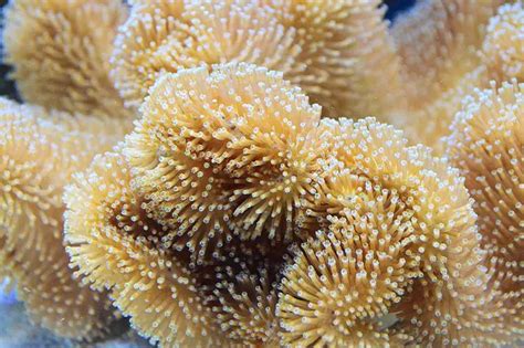 How Fast Do Toadstool Corals Grow