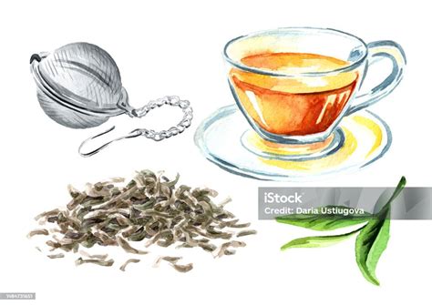 하얀 찻잎 신선하고 건조한 차 한잔과 양조 체 세트 손으로 그린 수채화 그림 흰색 배경에 격리 건강관리와 의술에 대한 스톡 벡터 아트 및 기타 이미지 Istock