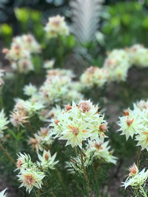 新加坡——滨海湾花园 高清图片，堆糖，美图壁纸兴趣社区