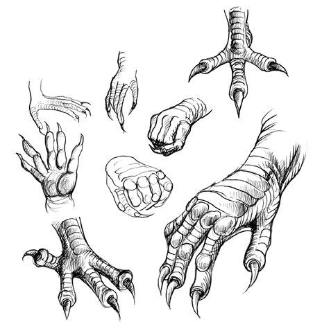 Claw Hand Drawing Reference Claw Marks Drawing At Getdrawings Telcomms
