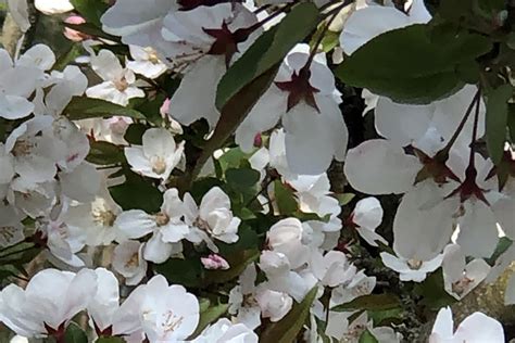 Crossing The Finish Line Mit Global Languages