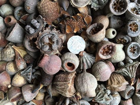 Native Australian Botanical Seed Pods Nuts Cones Medium Size Nature Craft Pod Pourri