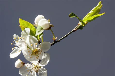 Blossoms White Mirabelle Prunus - Free photo on Pixabay - Pixabay