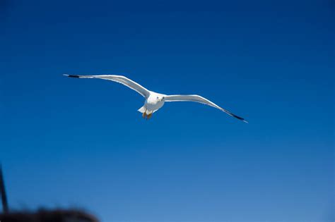 갈매기 비행 새 Pixabay의 무료 사진