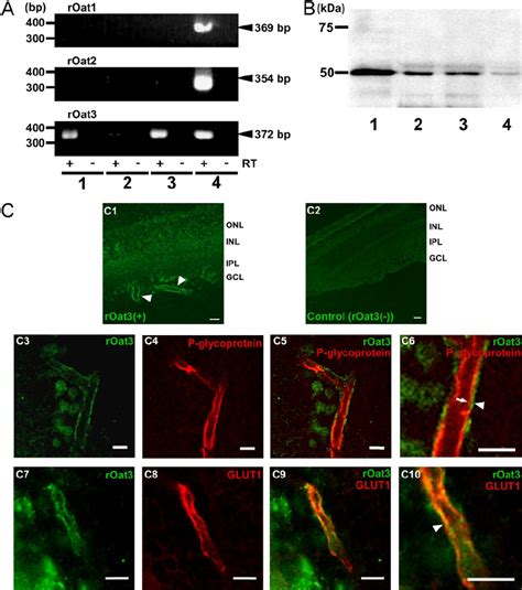 14 C D Mannitol Or 3 H D Mannitol Were Coinjected Download Scientific Diagram