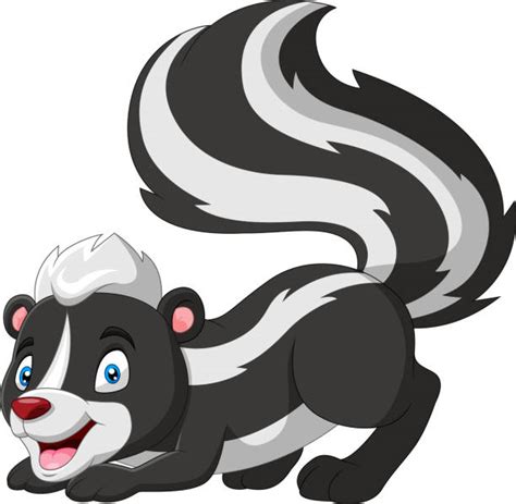 360 Skunk Tail Stock Illustrations Royalty Free Vector Graphics