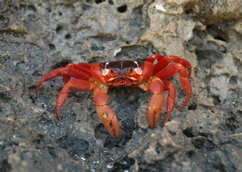 Christmas Island Red Crab Taste At Edward Hillary Blog
