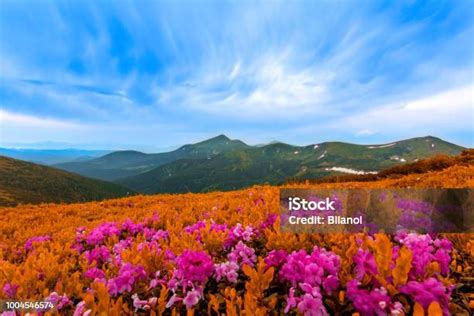 분홍색 진달래의 아름 다운 전망을 후회 안개 언덕 녹색 잔디와 극적인 구름 하늘 거리에 카 르 파티 아 산맥 산에 피는 꽃 자연의 아름다움입니다 0명에 대한 스톡 사진 및