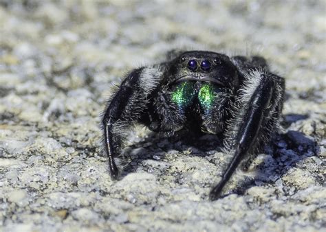 Regal Jumping Spider From Us 1 Jupiter Fl 33408 Usa On October 05