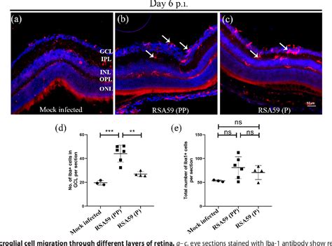Figure 5 From One Proline Deletion In The Fusion Peptide Of Neurotropic Mouse Hepatitis Virus