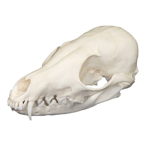 Real Kit Fox Skull For Sale Skulls Unlimited International Inc