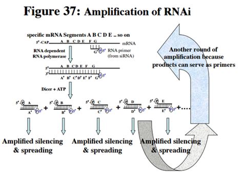 Rna Inference Flashcards Quizlet