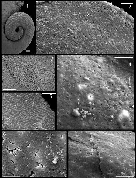 Shell Microstructures In Cambrian Mollusks 1 Aldanella Download