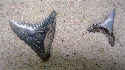 The Rockin State Fossils Quiz Howstuffworks