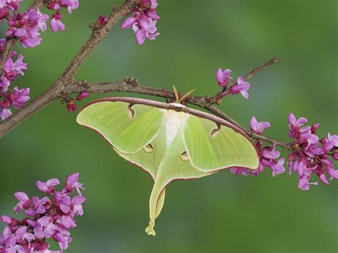 Luna Moth Phone Wallpapers Free 4k And Hd Downloads
