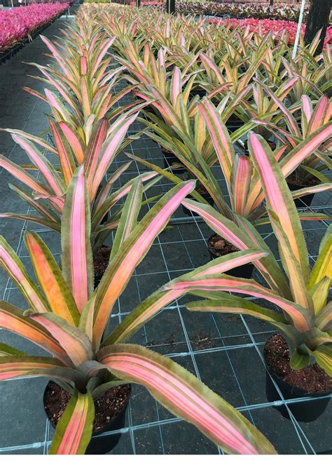 Bromeliad Aechmea Alvarez Variegated Eureka Farms