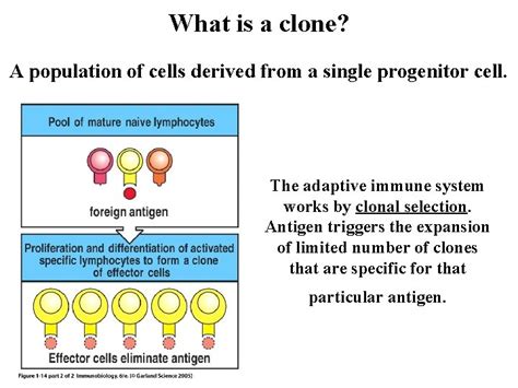 A Brief Review Of Antibody Structure The Basic