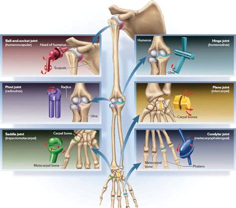Diagram Of Joint Classifications Quizlet