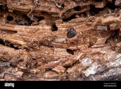 Tree Trunk Eaten By Insects Natural Old Tree Texture Top View Of The Bark Of A Tree Wood
