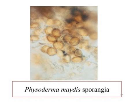 Physoderma Maydis Sporang