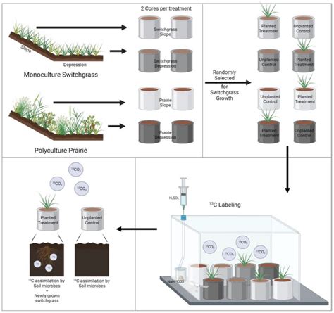 Pipeline Diagram For Soil Sampling Switchgrass Growth And Labelling Download Scientific