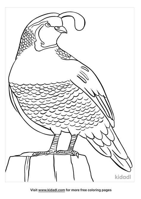 State Bird Coloring Pages