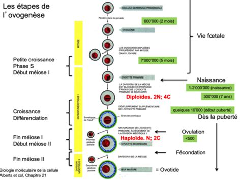 Ovogenèse Cartes Quizlet