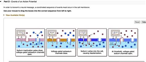 Part D Events Of An Action Potential In Order T0 Transmit Neural Message Coordinated Sequence Of