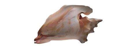 Conch Shell V4 Flippednormals