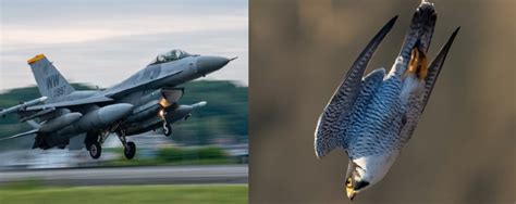The Peregrine Falcon Is A Fighter Jet Of The Animal Realm How Does It