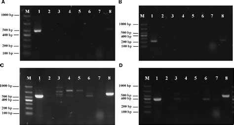 Figure 2 From Development Of A Nested Pcr Assay For Specific Detection