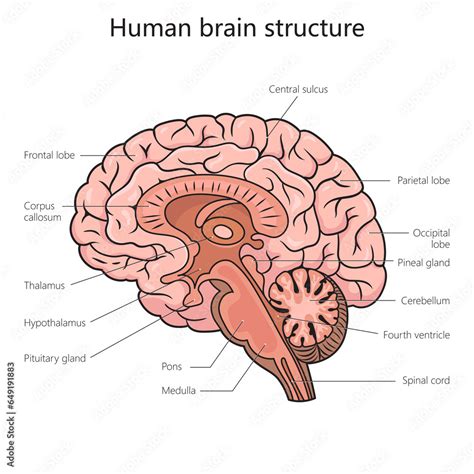 Human Brain Cross Section Structure Lateral View Diagram Schematic Raster Illustration Medical